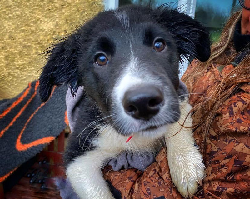 The Collie Consultant Border Collie Puppy Training - Testimonials