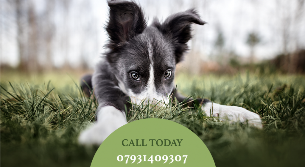 Border Collie Training & Behaviour Specialist UK