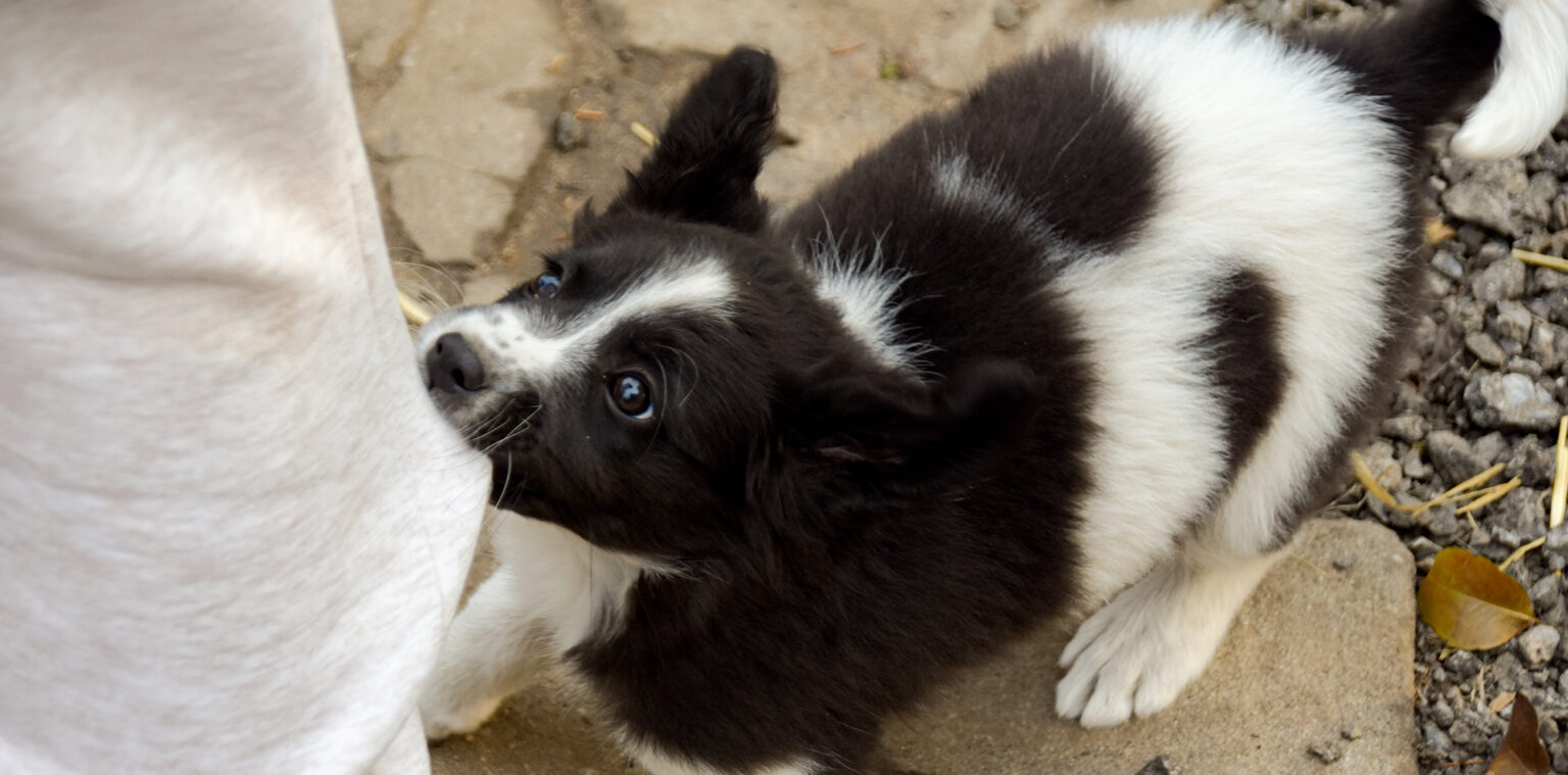 Training a border collie puppy not to bite - Border Collie Behaviourist