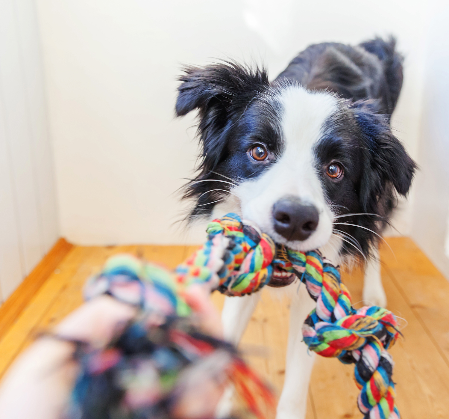 Border Collie Adolescence - How To Get Through It!
