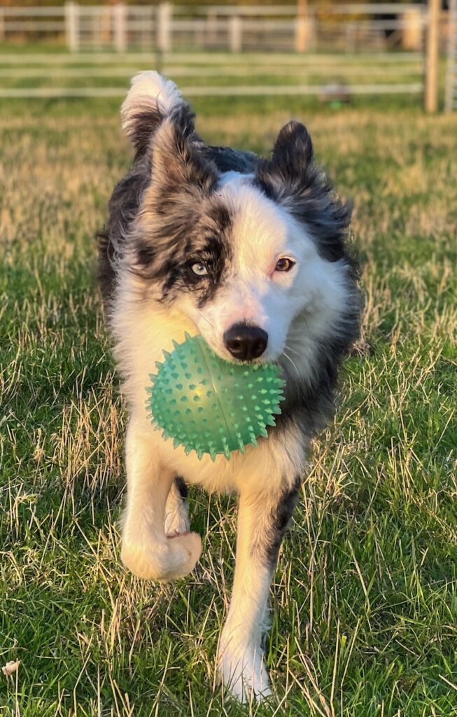 Merlin, a scared boy labelled as a "dominant border collie" - case study