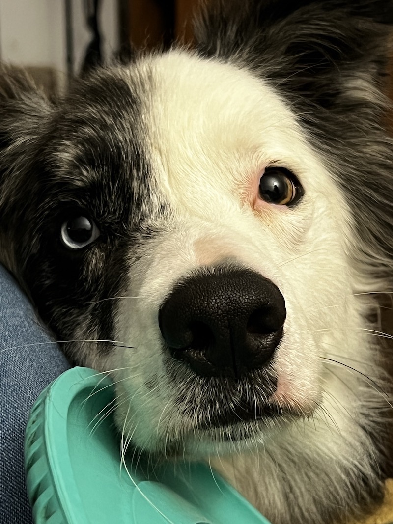 Merlin, a scared boy labelled as a "dominant border collie" - case study