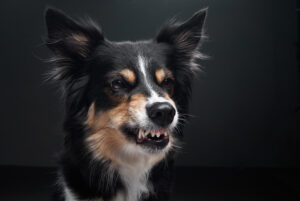 Border collie suddenly aggressive - specialist help for collie owners