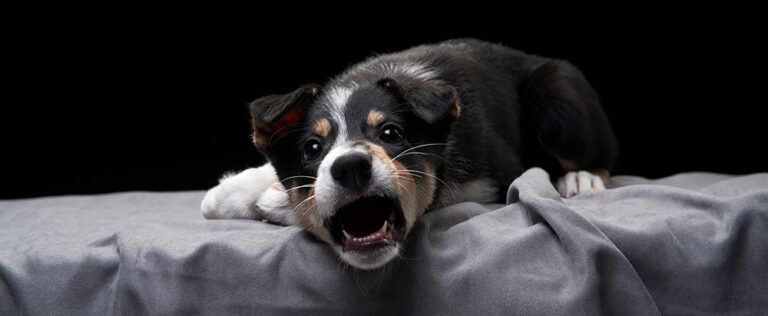 Border collie suddenly aggressive - specialist help for collie owners