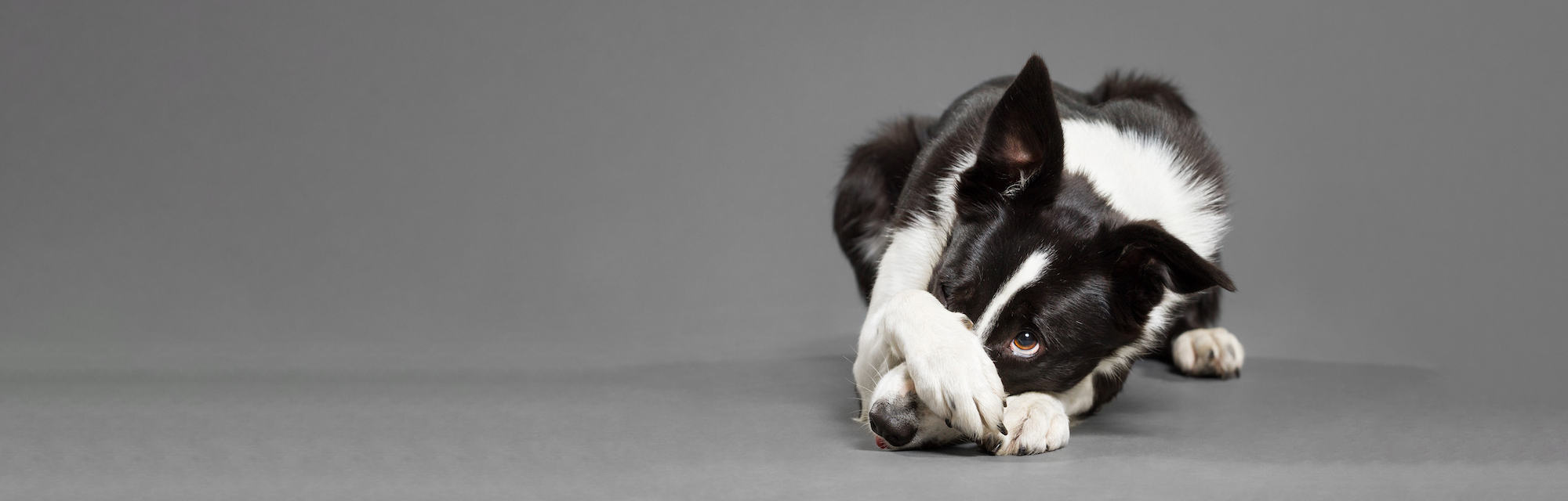 Border Collie Adolescence - How To Get Through It!