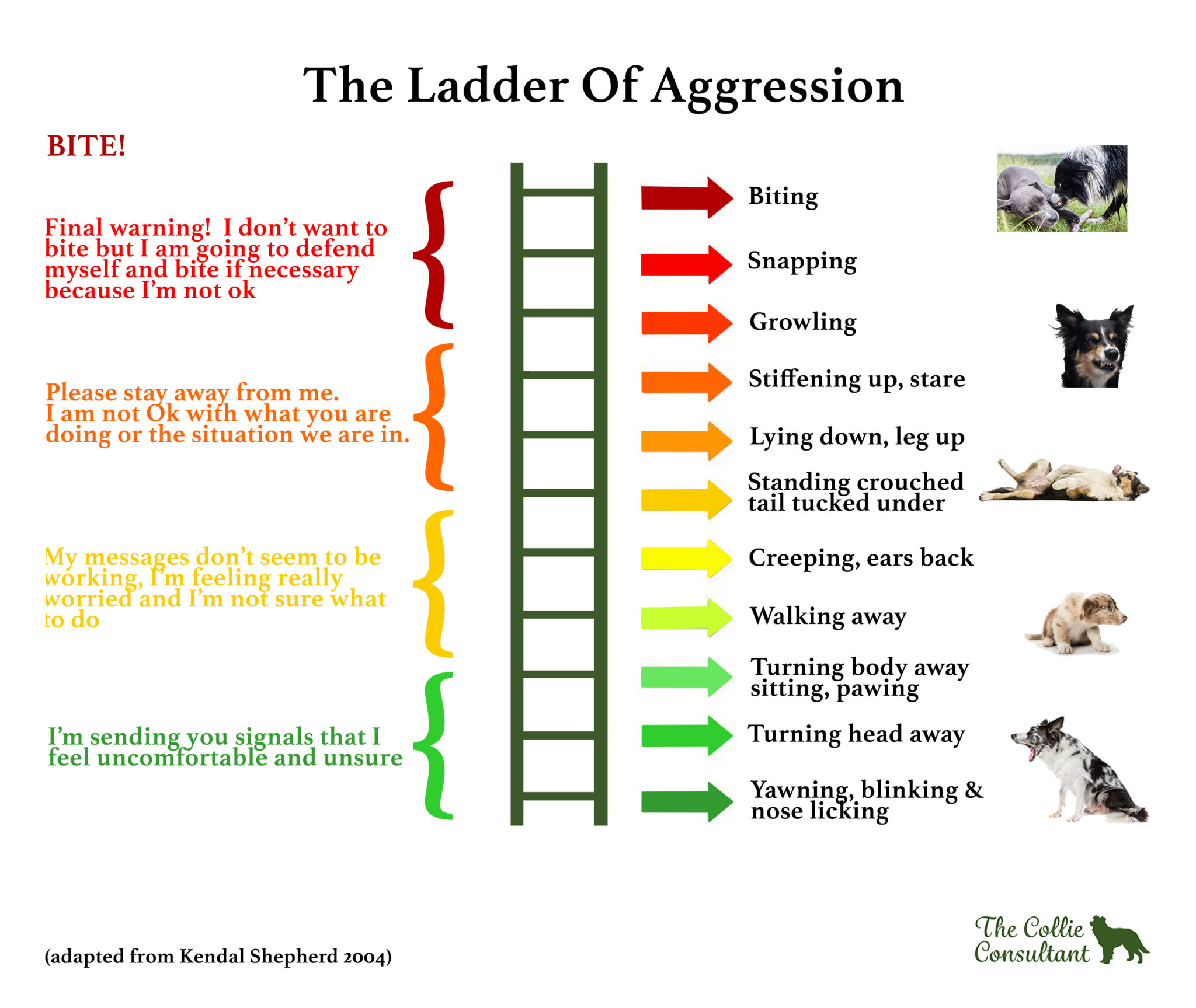 The ladder of aggression - understand what your collie is saying!