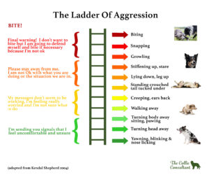 The ladder of aggression - understand what your collie is saying!