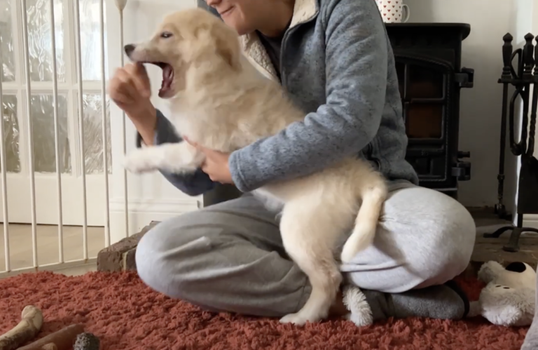 How do I stop my border collie puppy biting? Specialist Help