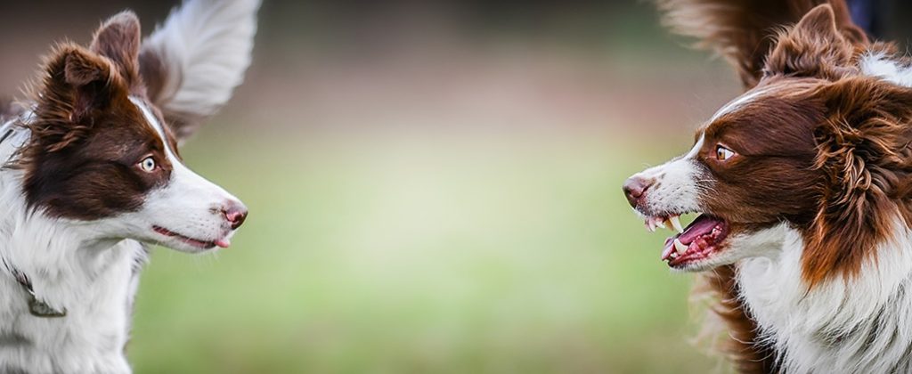 Border collie reactivity - could it be pain?