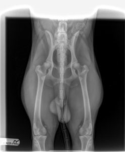 Border collie reactivity - could it be pain?