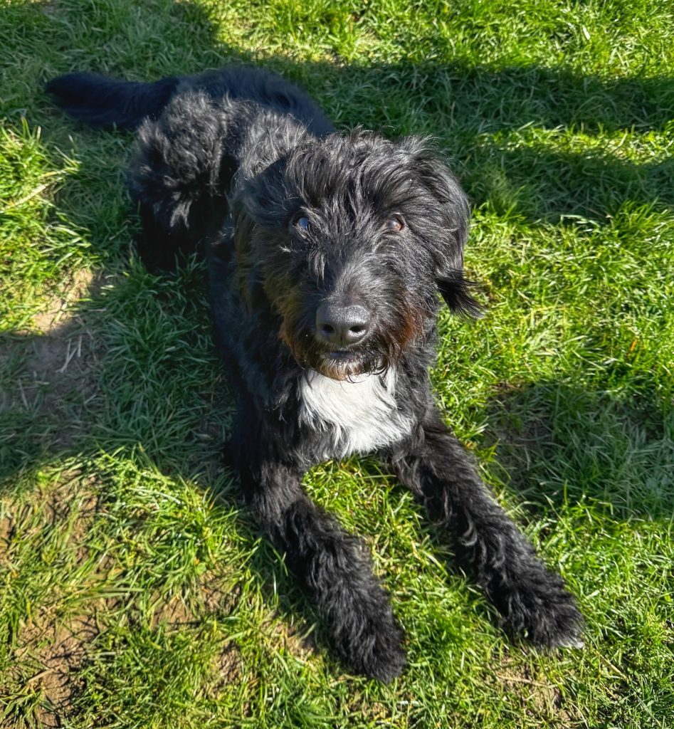 Border collie reactivity - could it be pain?