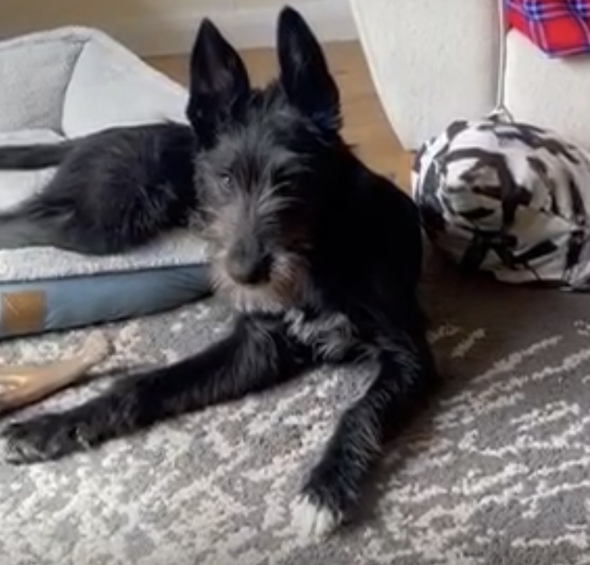 Border collie reactivity - could it be pain?