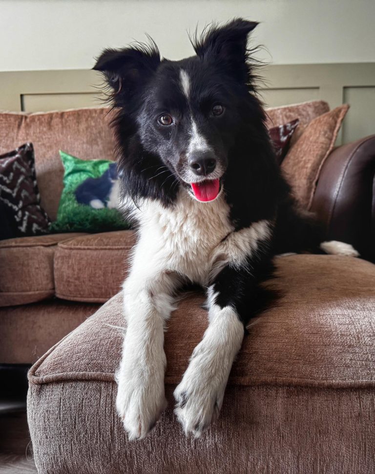 Border collie reactivity - could it be pain?