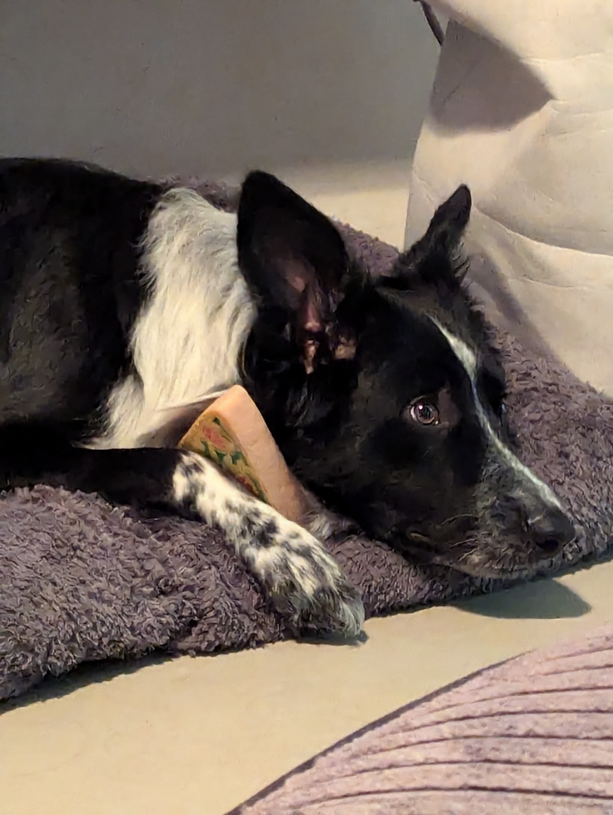 Border collie reactivity - could it be pain?