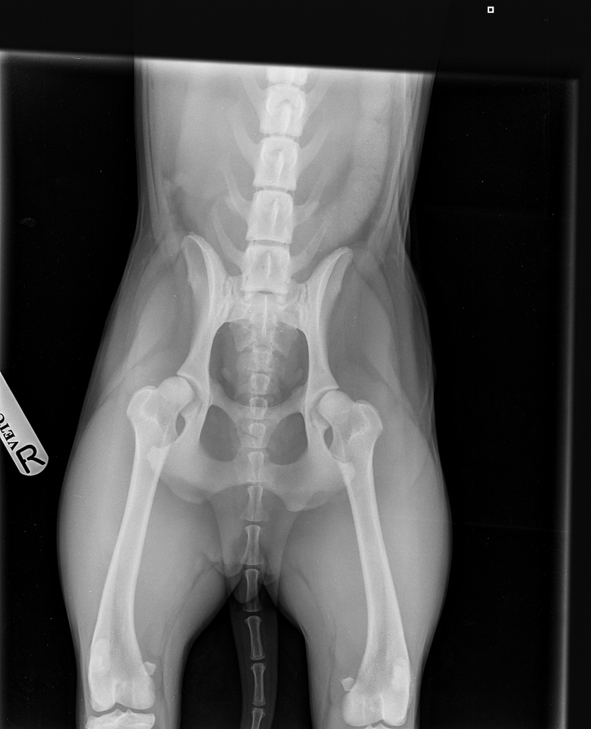 Border collie reactivity - could it be pain?