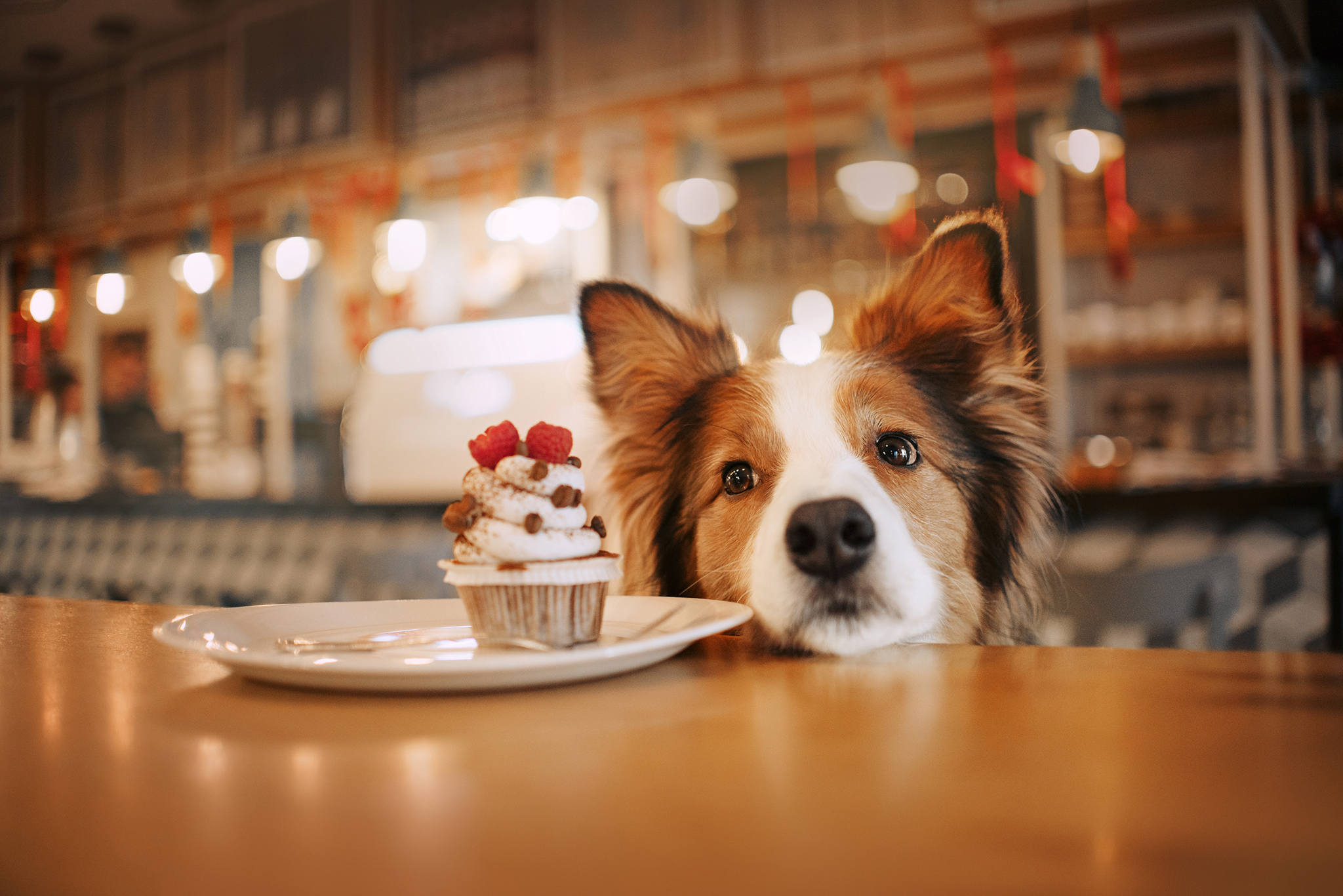 Border Collie Begging At Mealtimes - Border Collie Behaviourist